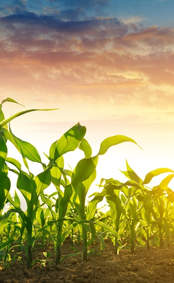 AFGRI - A leading agricultural services company