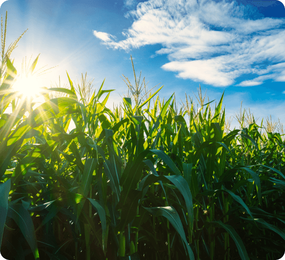 AFGRI Grain Broking | AFGRI