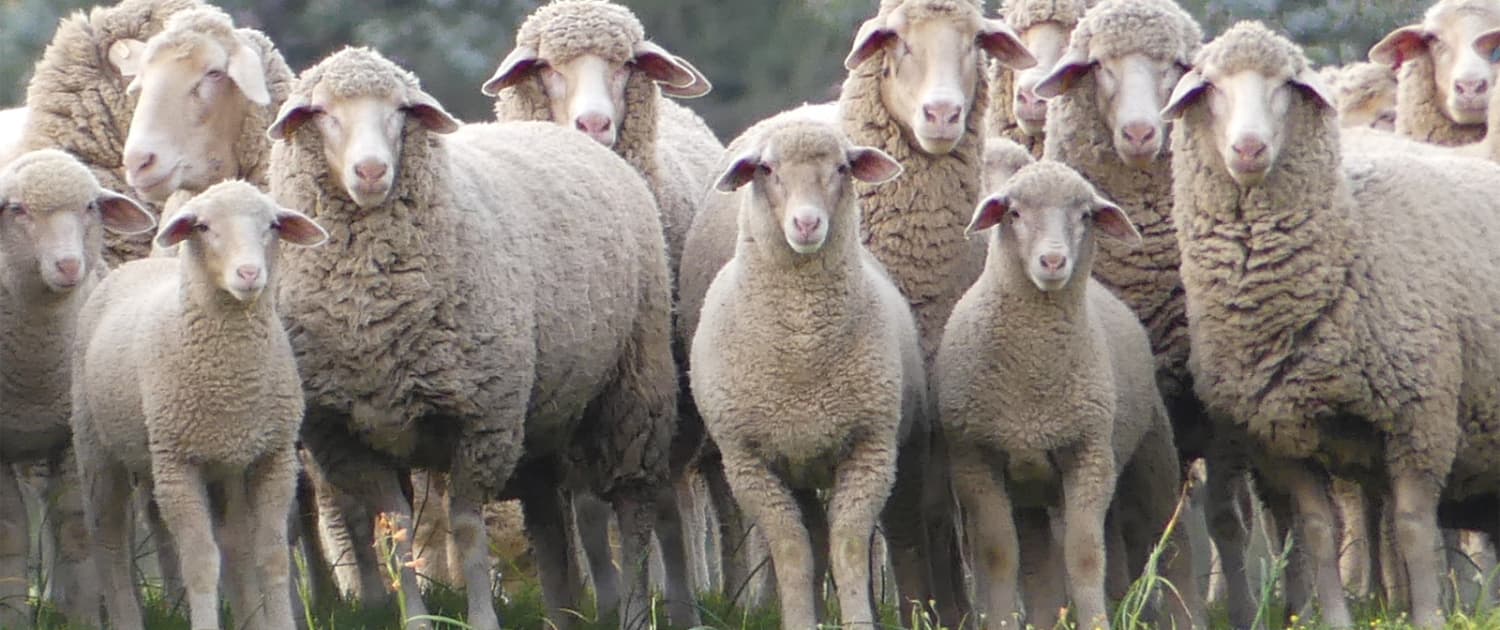 AFGRI Animal Feeds | AFGRI